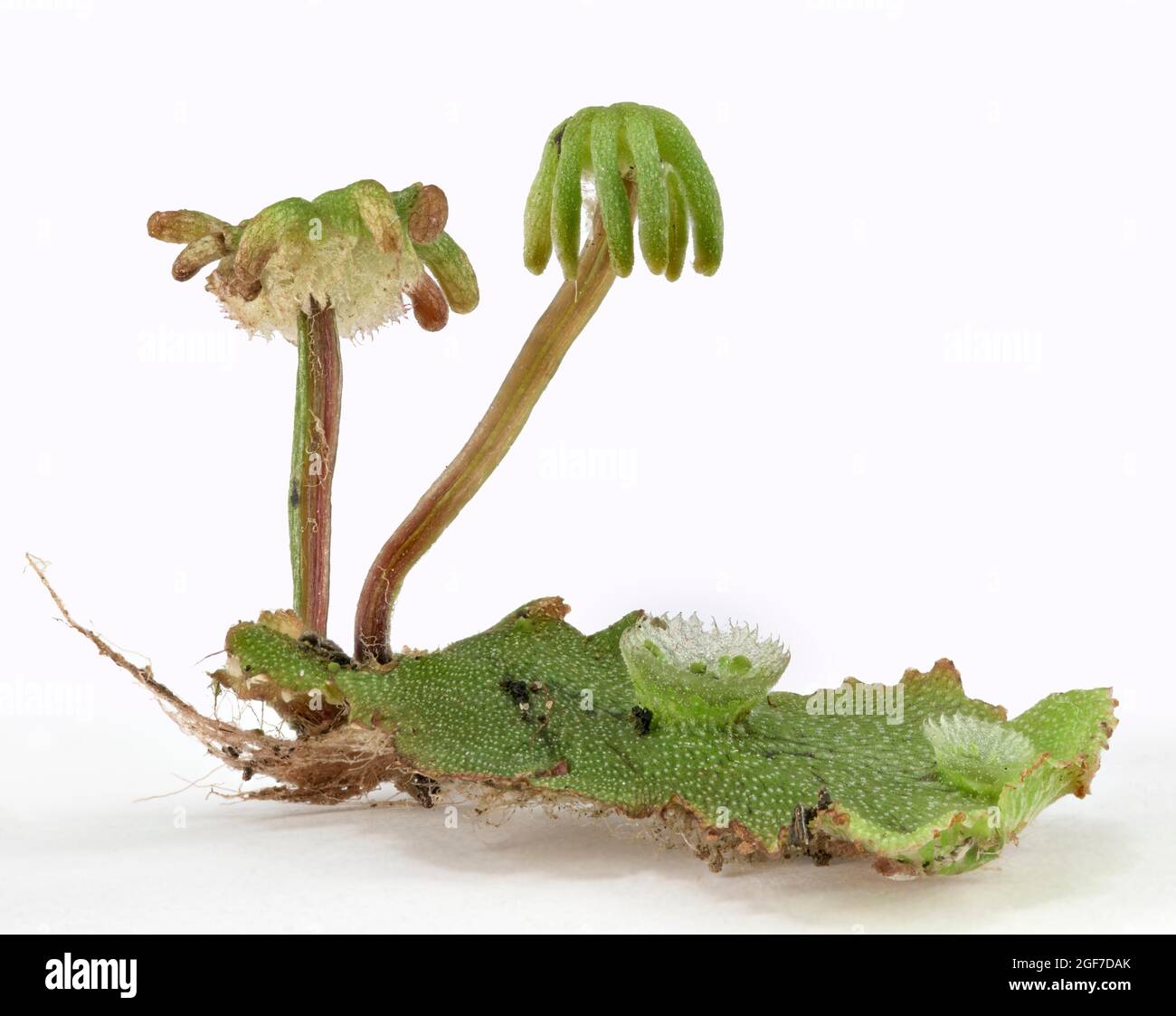 Marchantia