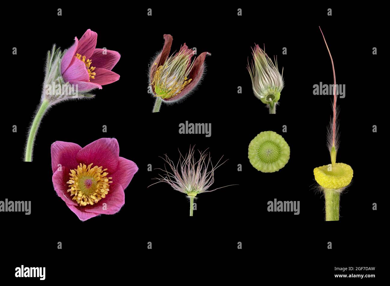 Black achenes hi-res stock photography and images - Alamy