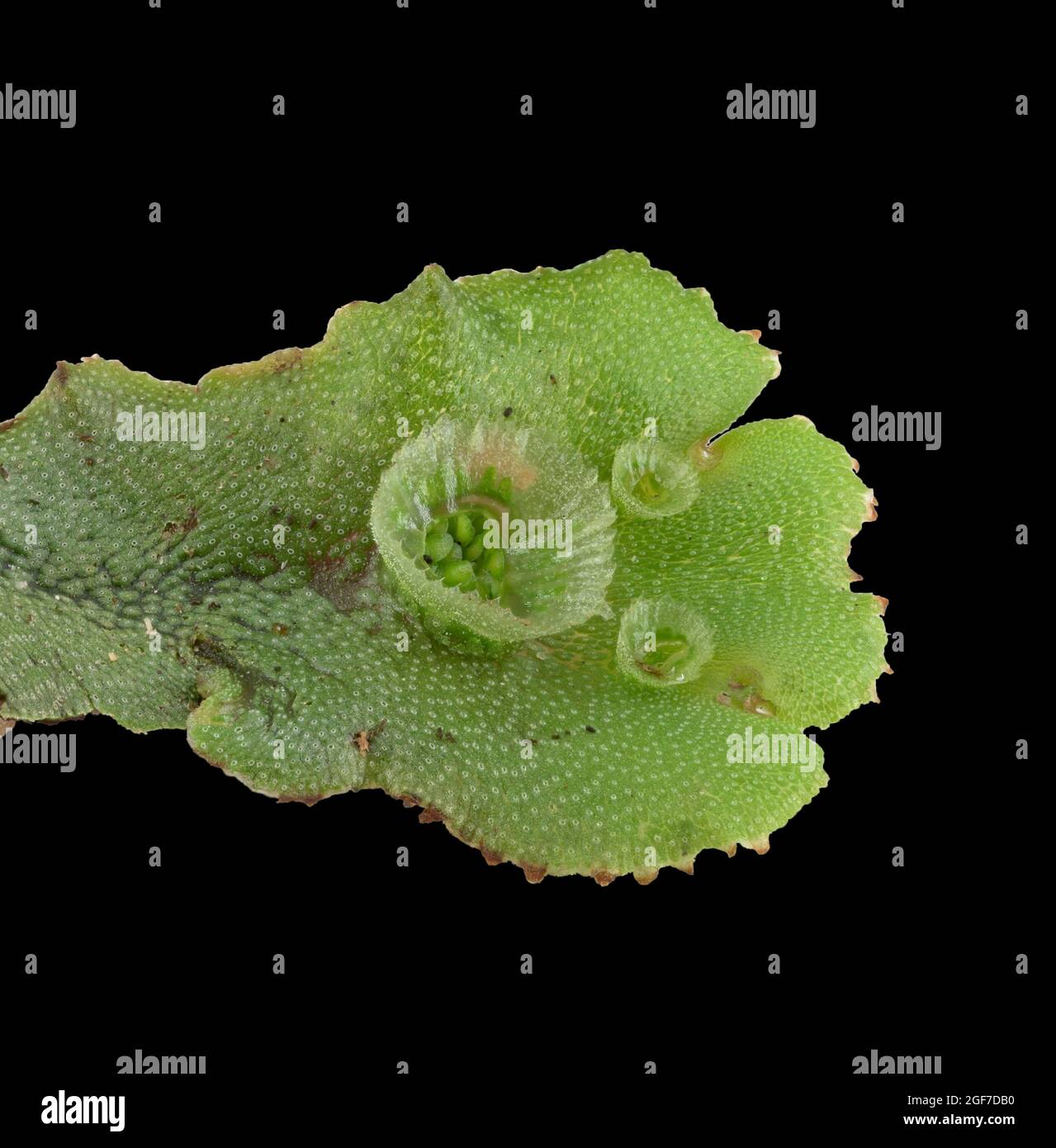 Liverwort (marchantia polymorpha) hi-res stock photography and images ...