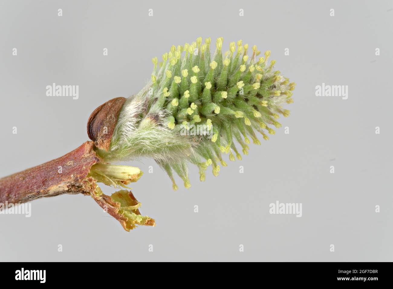 Goat willow (Salix caprea), Female flower, Germany Stock Photo - Alamy