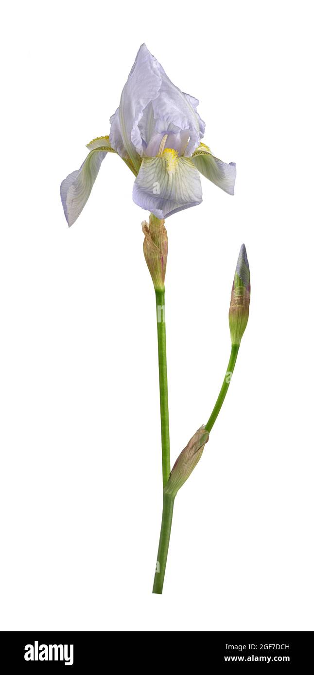 Iris florentina root hi-res stock photography and images - Alamy