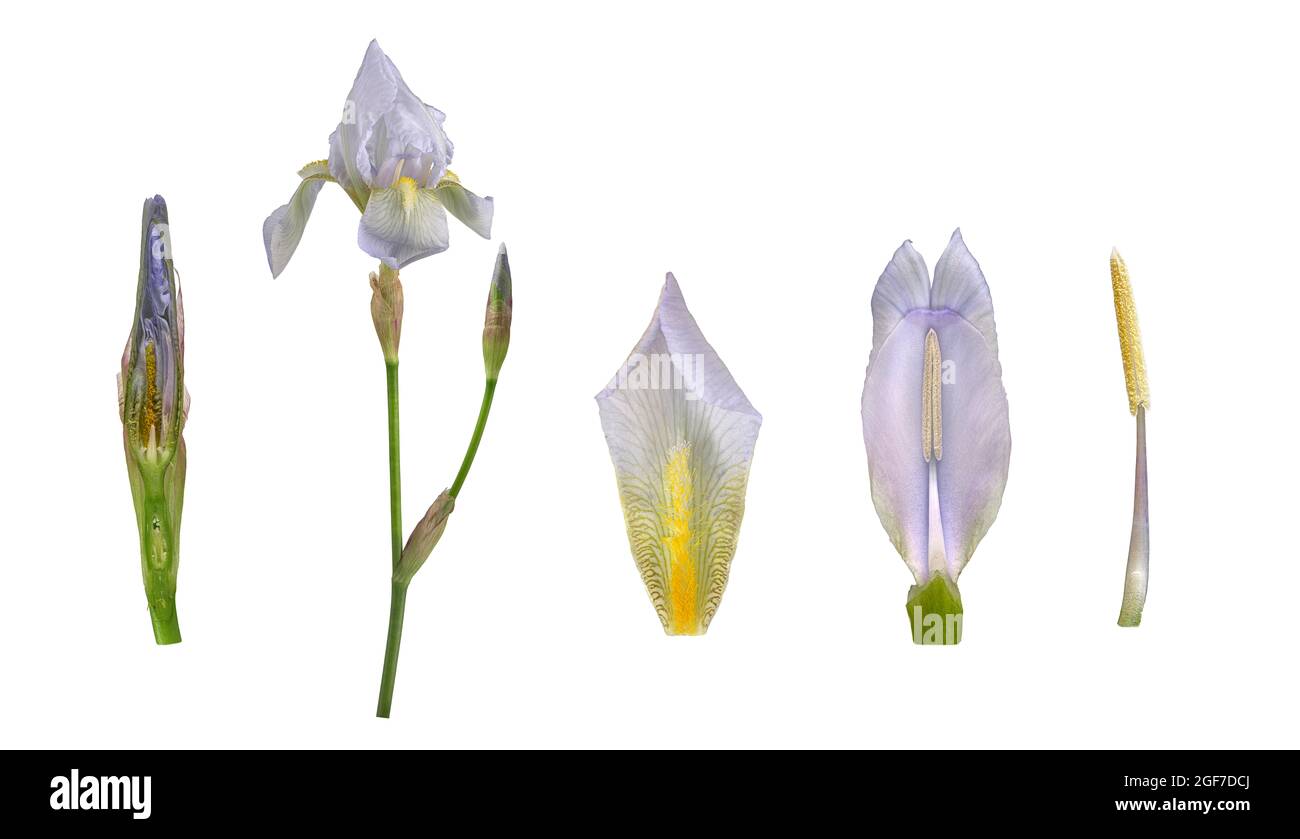 Violet root (Iris germanica 'Florentina'), flower, bud cut open, pollen ...