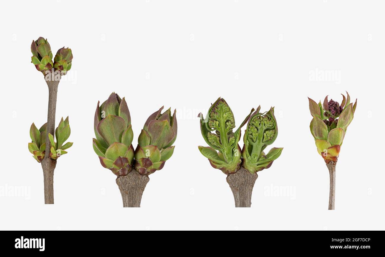 Common Lilac (Syringa vulgaris), twig, flower bud, leaf bud, south ...