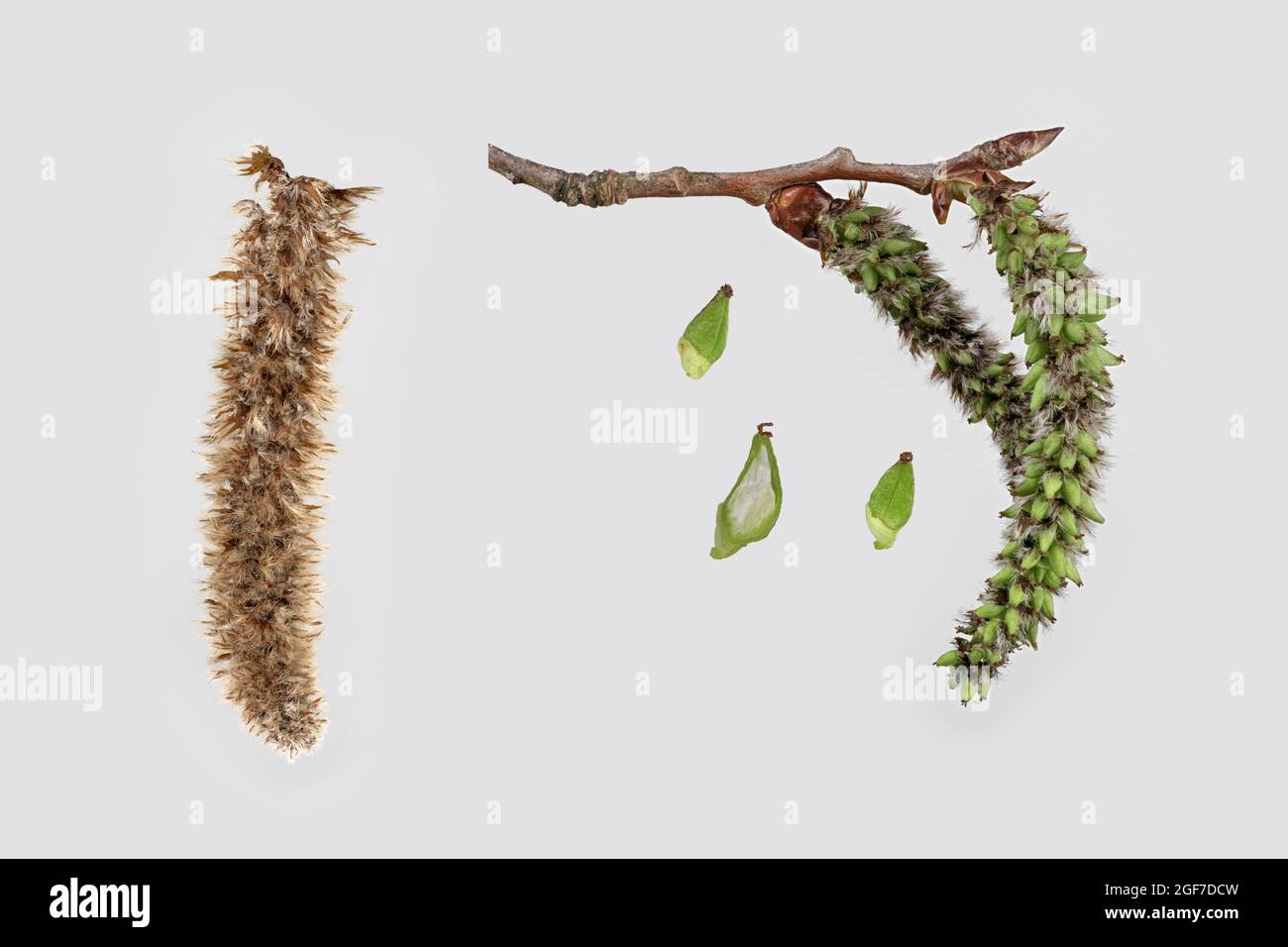 Populus tremula fruit hi-res stock photography and images - Alamy