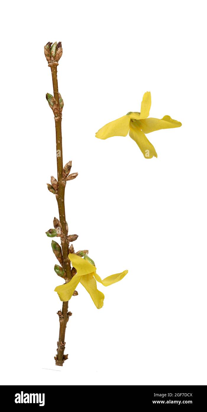 Forsythia (Forsythia x intermedia Zabel), branch, bud, flower, Germany ...