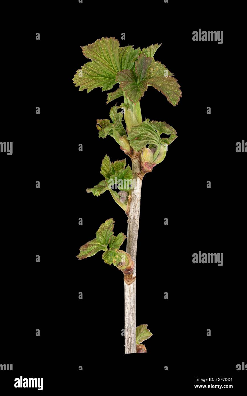 Black currant (Ribes nigrum), branch, leaf, bud, Germany Stock Photo ...