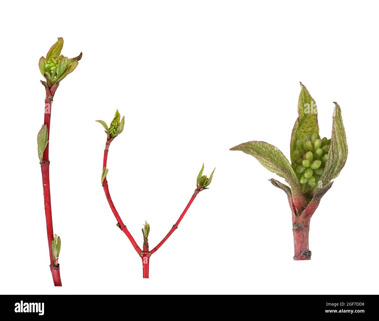 Common Dogwood (Cornus sanguinea), twig, bud, leaf, Germany Stock Photo ...