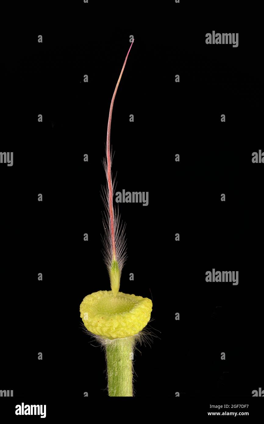 Pasque flower (Pulsatilla vulgaris), flower base with nutlets and ...