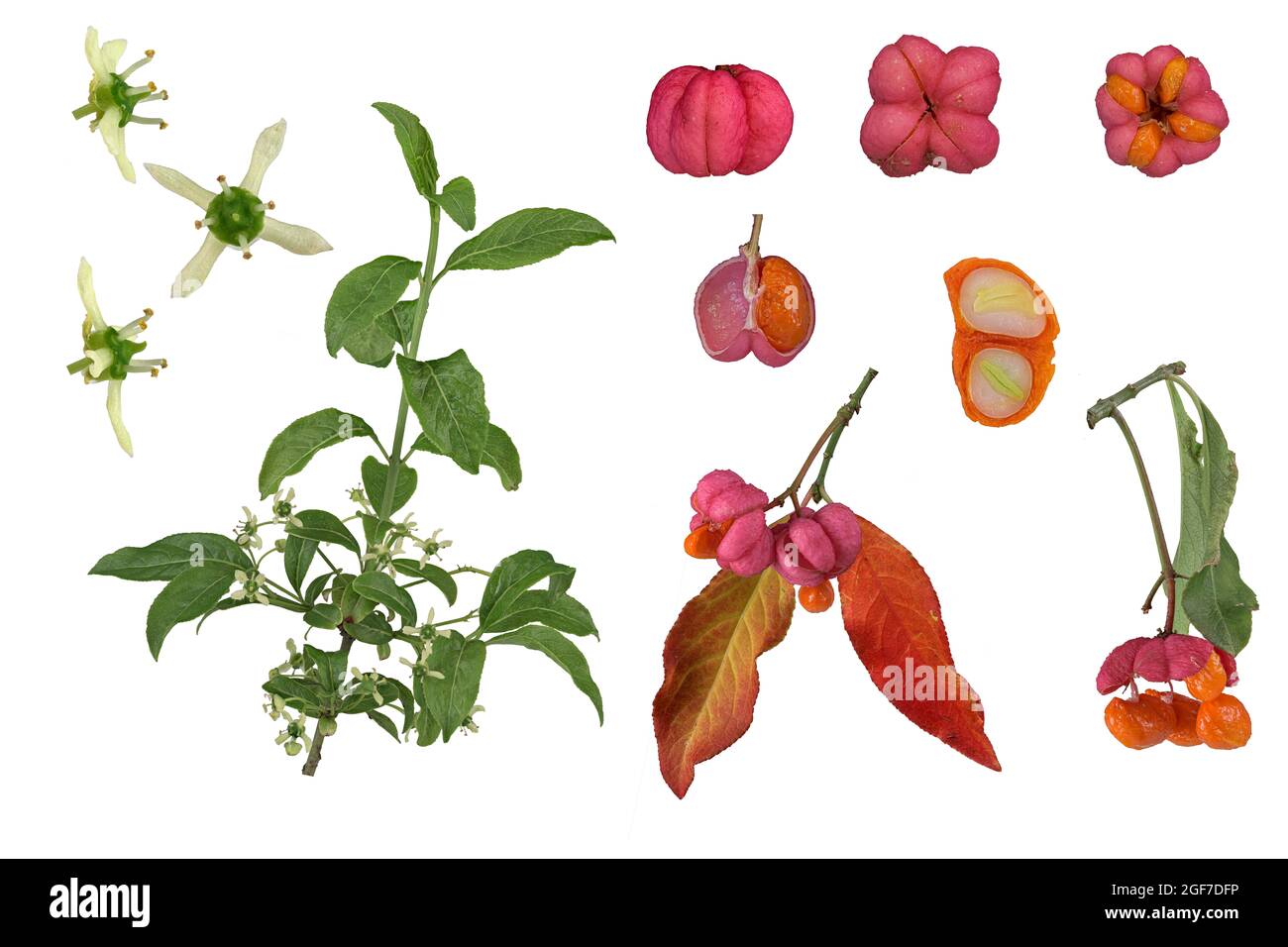 European spindle (Euonymus europaeus), flower, twig, leaf, fruit ...