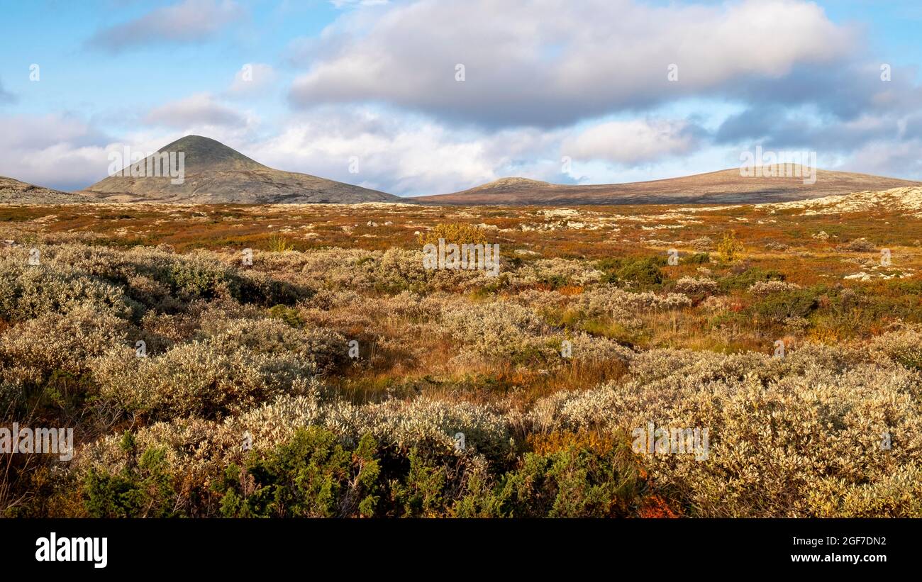 Autumn fells, autumn landscape, Rondane National Park, Norway Stock ...