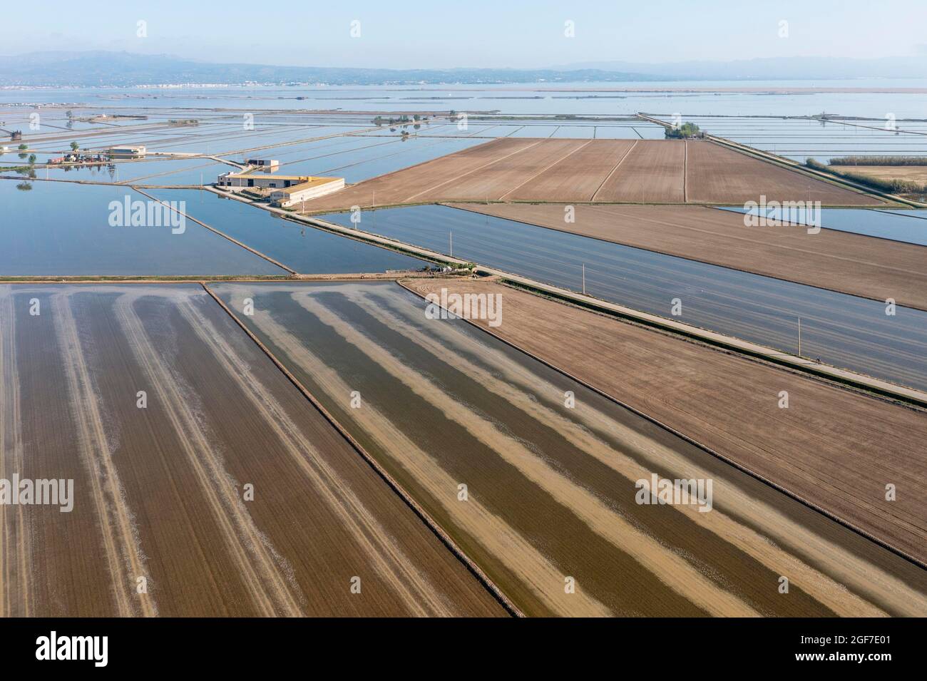 Flooded rice fields in May, the tracks are caused by a tractor sowing ...