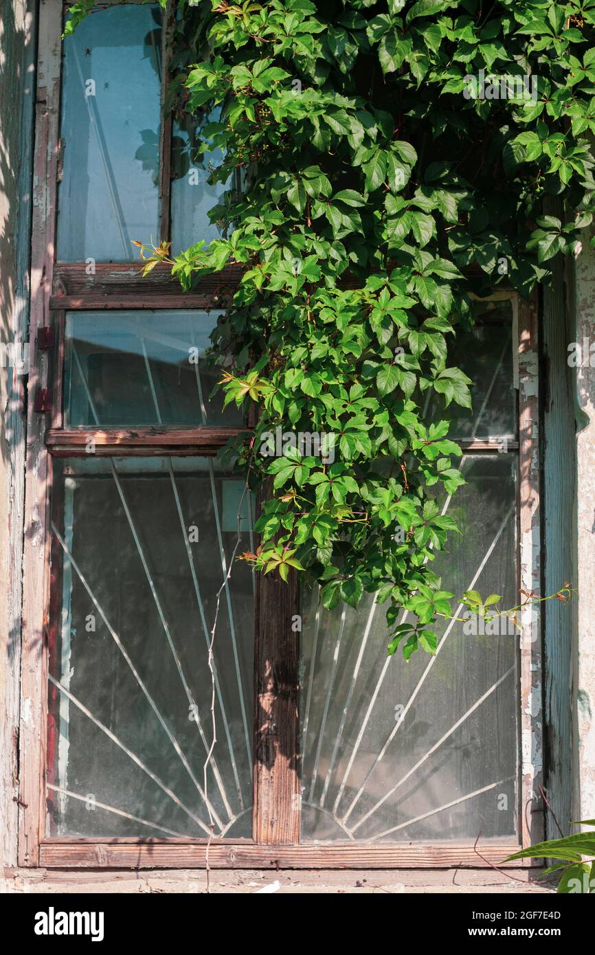 Old window covered with iron grate and green wild grape vine. Ancient ...