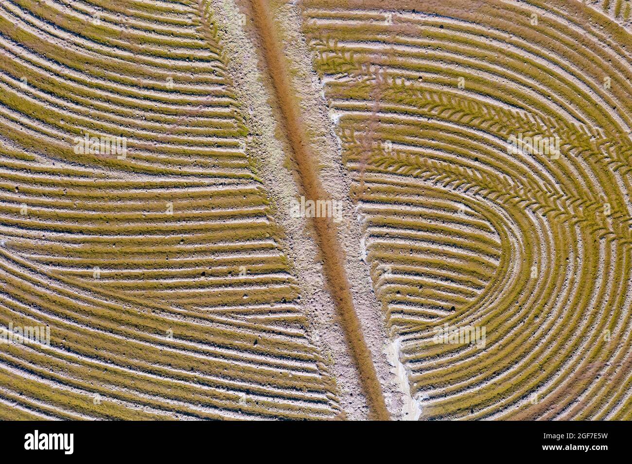 Detail of a flooded rice field in May, the tracks are caused by a ...