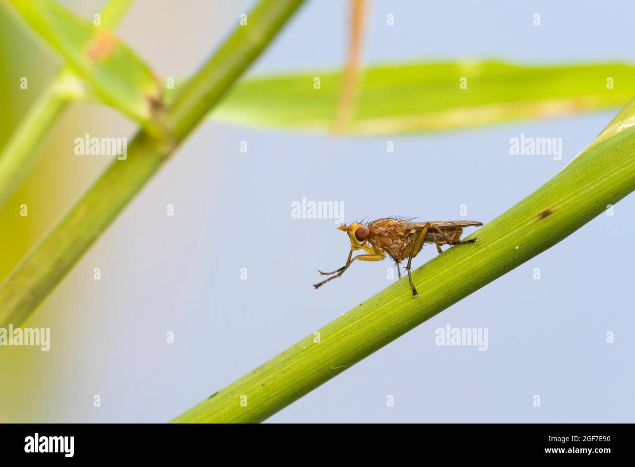 Reed stalk hi-res stock photography and images - Alamy