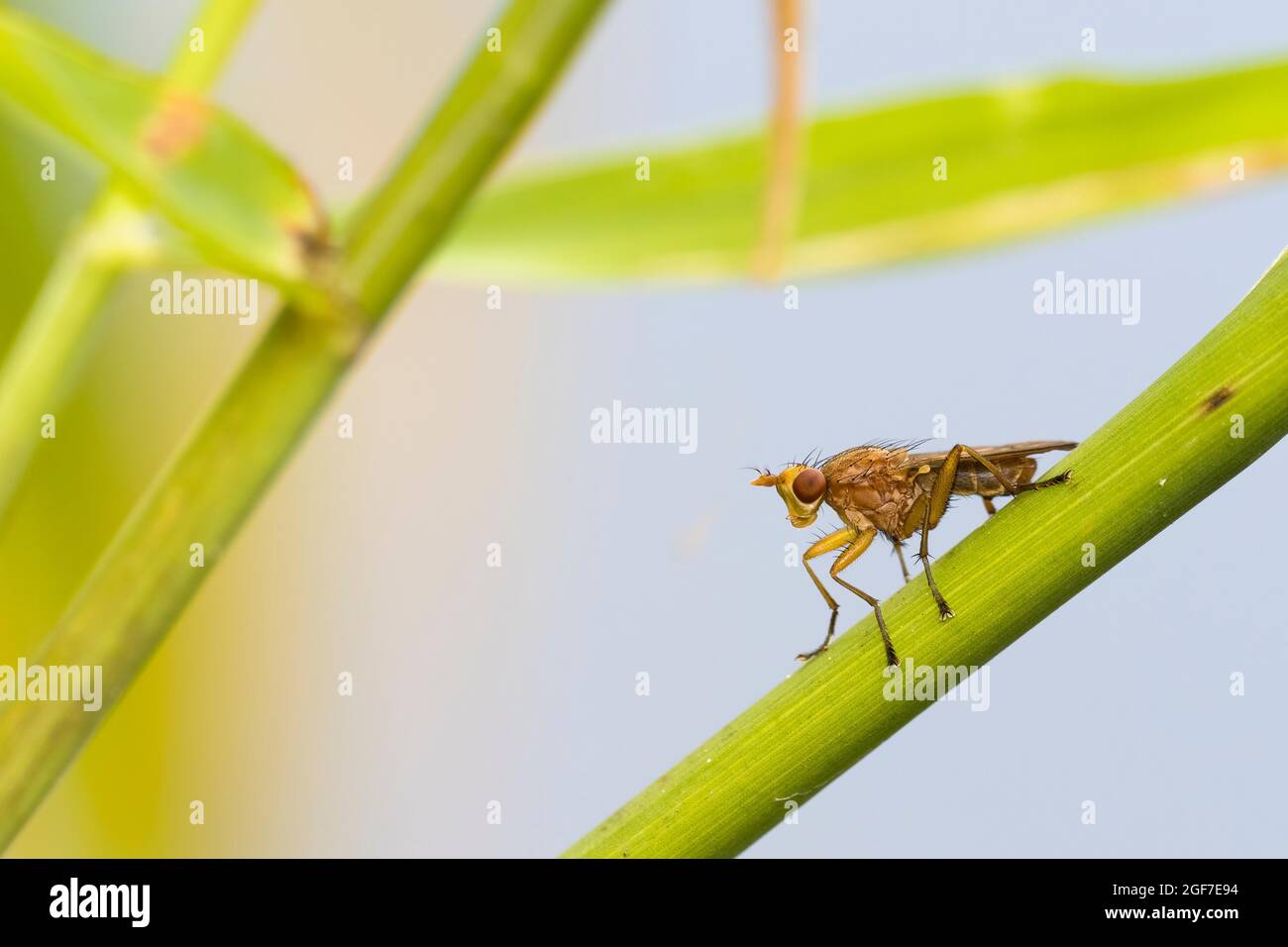 Reed stalk hi-res stock photography and images - Alamy