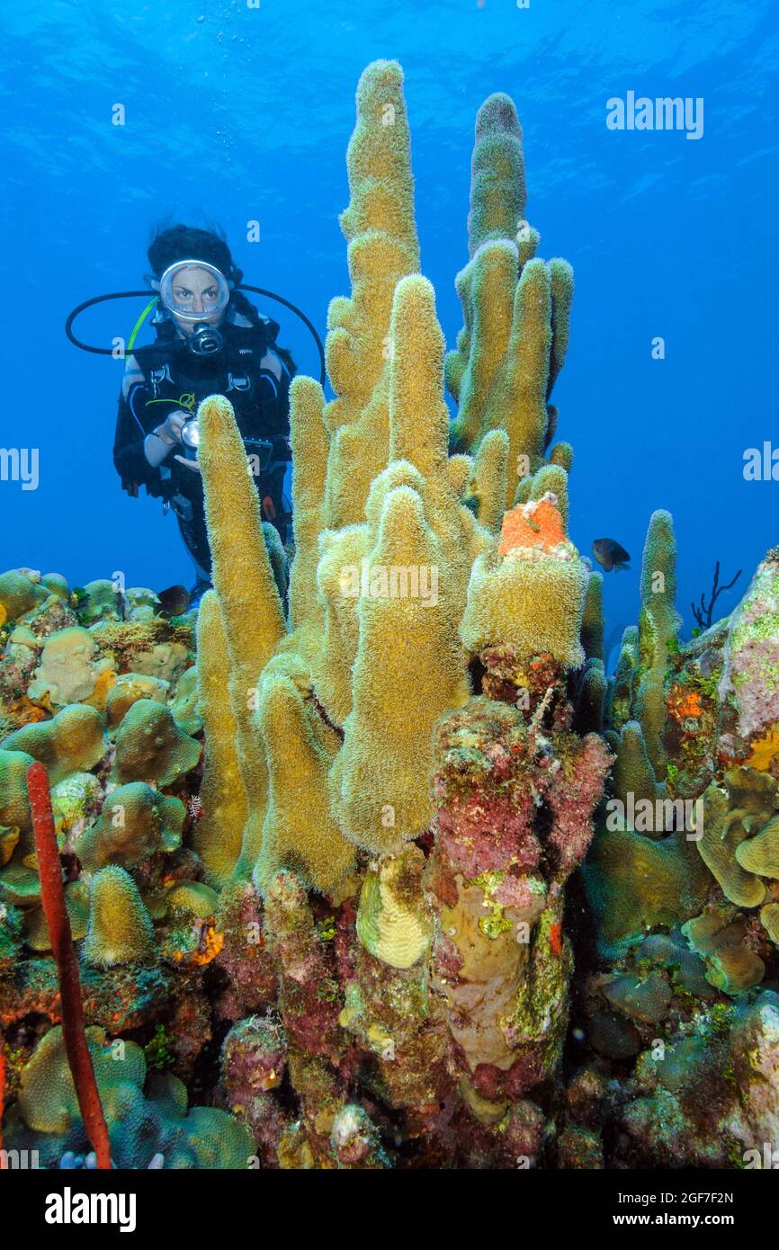 Diver looking at Pillar coral (Dendrogyra cylindrus), Caribbean, Punta ...