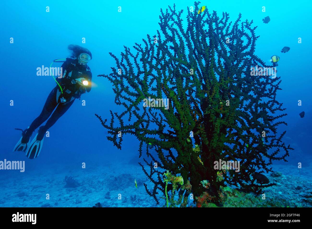Black sun coral tubastraea micranthus hi-res stock photography and ...