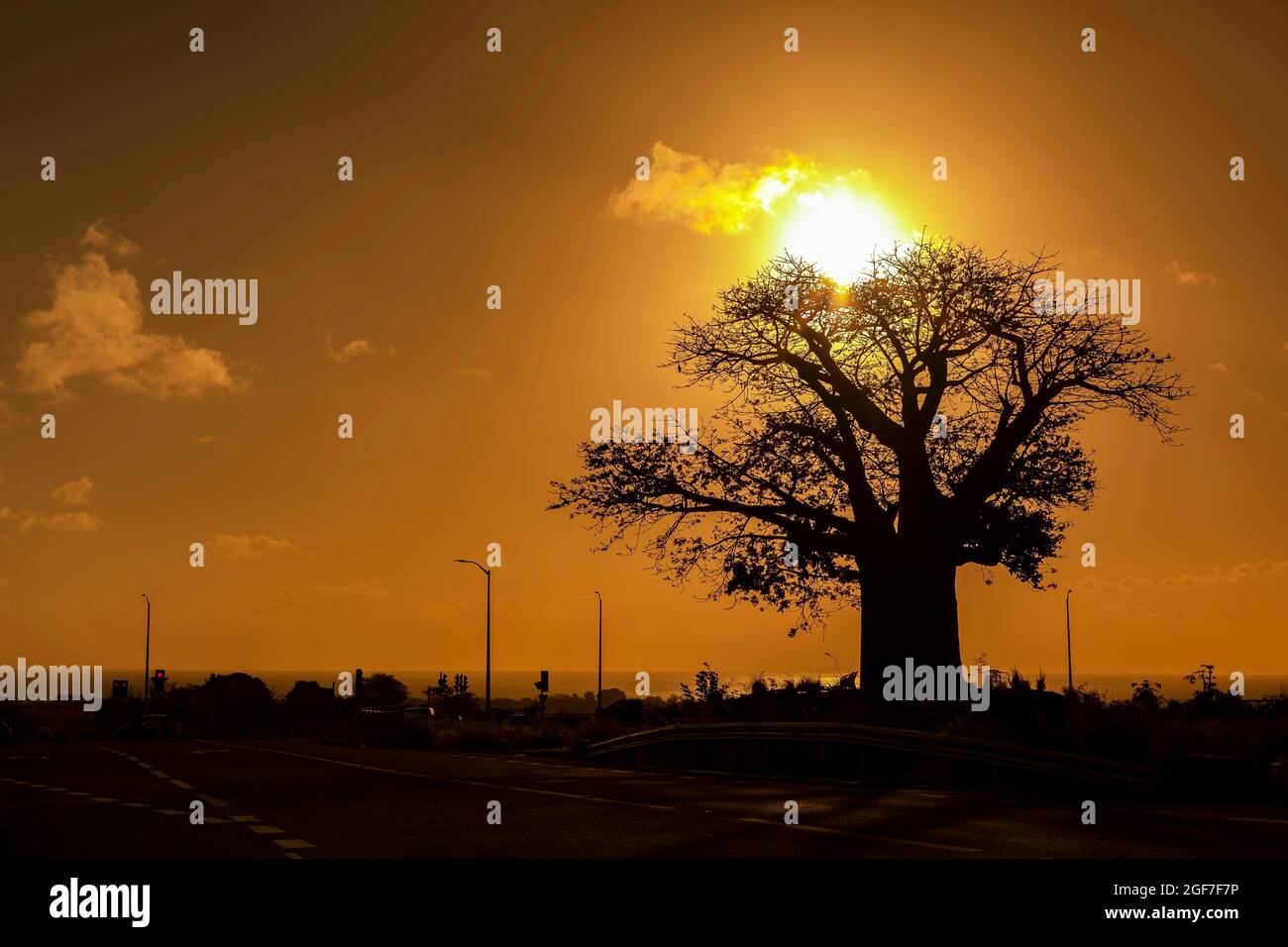 Silhouette of Baobab (Adansonia digitata) plant, Mauritius, Africa ...