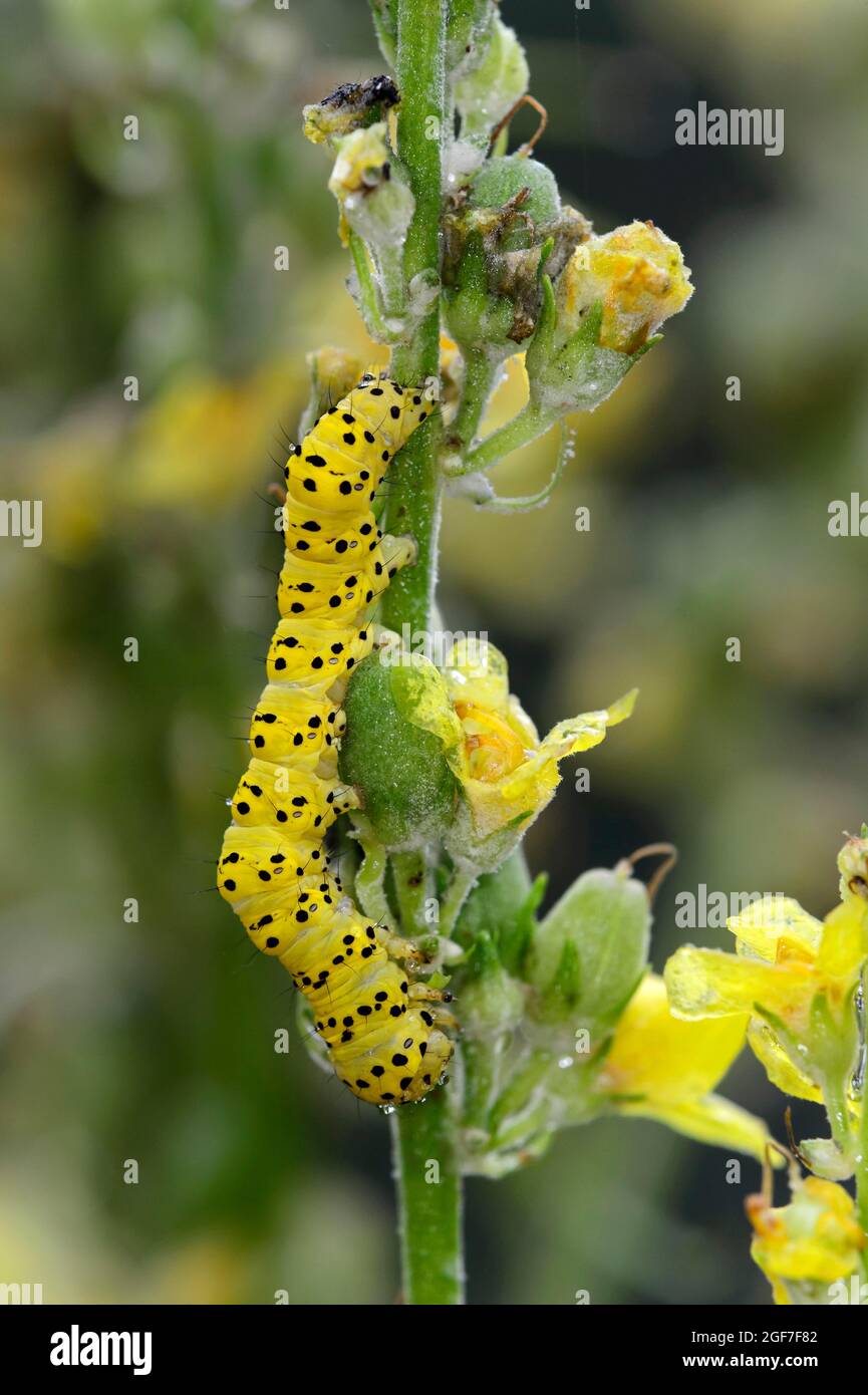 Caterpillar of the striped lychnis (Cucullia lychnitisi) on its forage ...