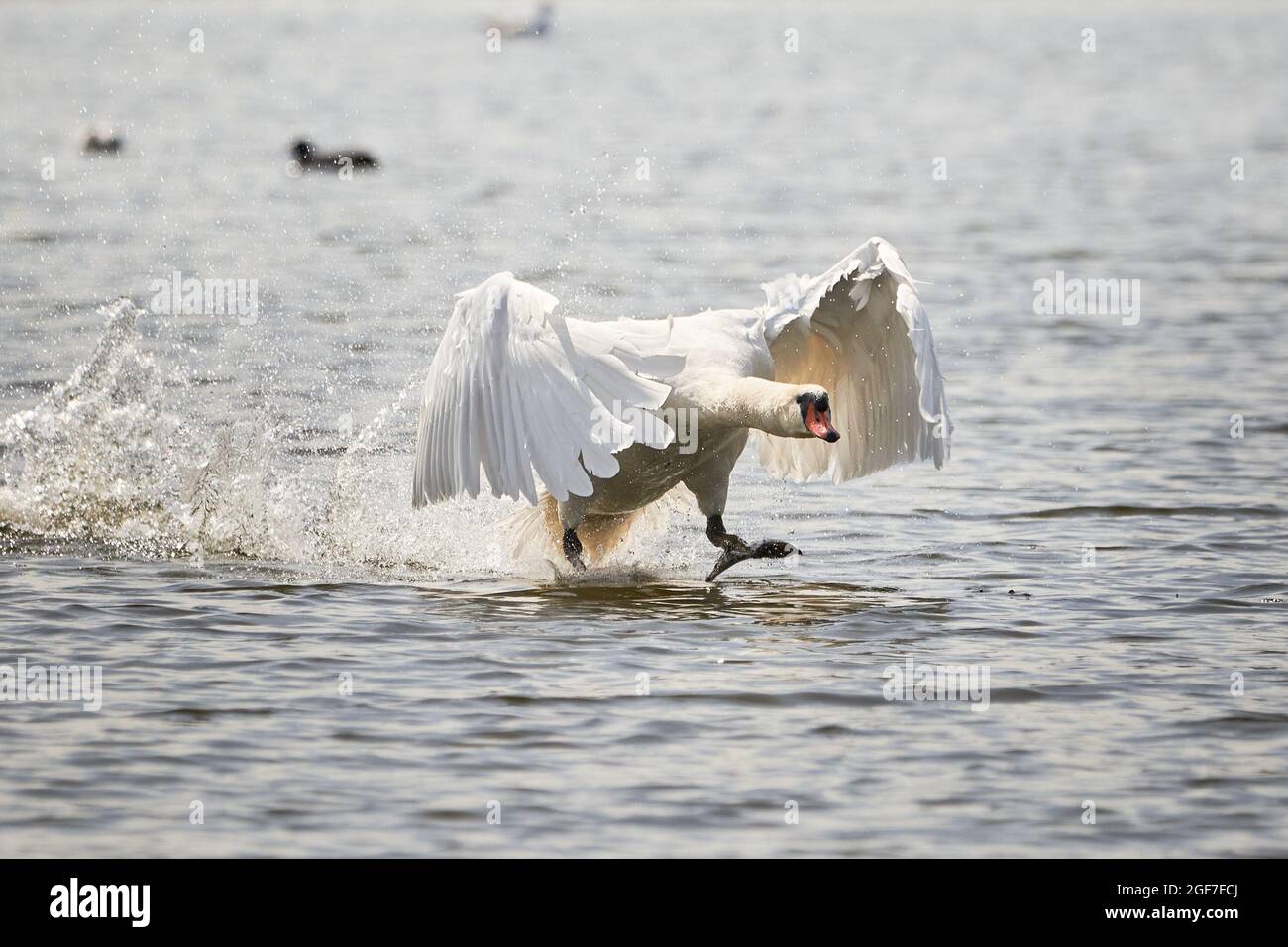 Mute swan running on water (Cygnus olor Stock Photo - Alamy