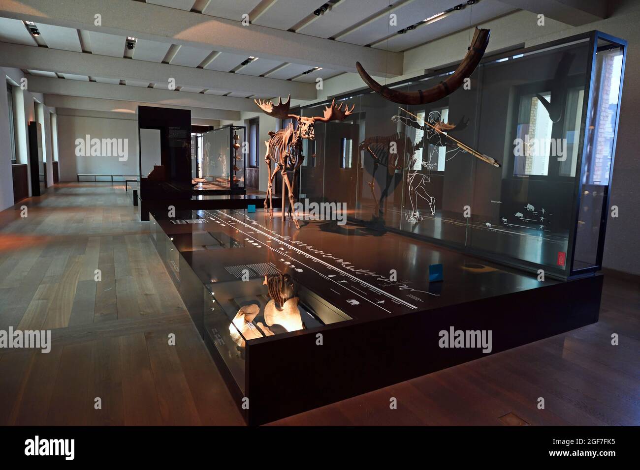 Exhibits and showcases, exhibition rooms, Neues Museum, Museum Island ...