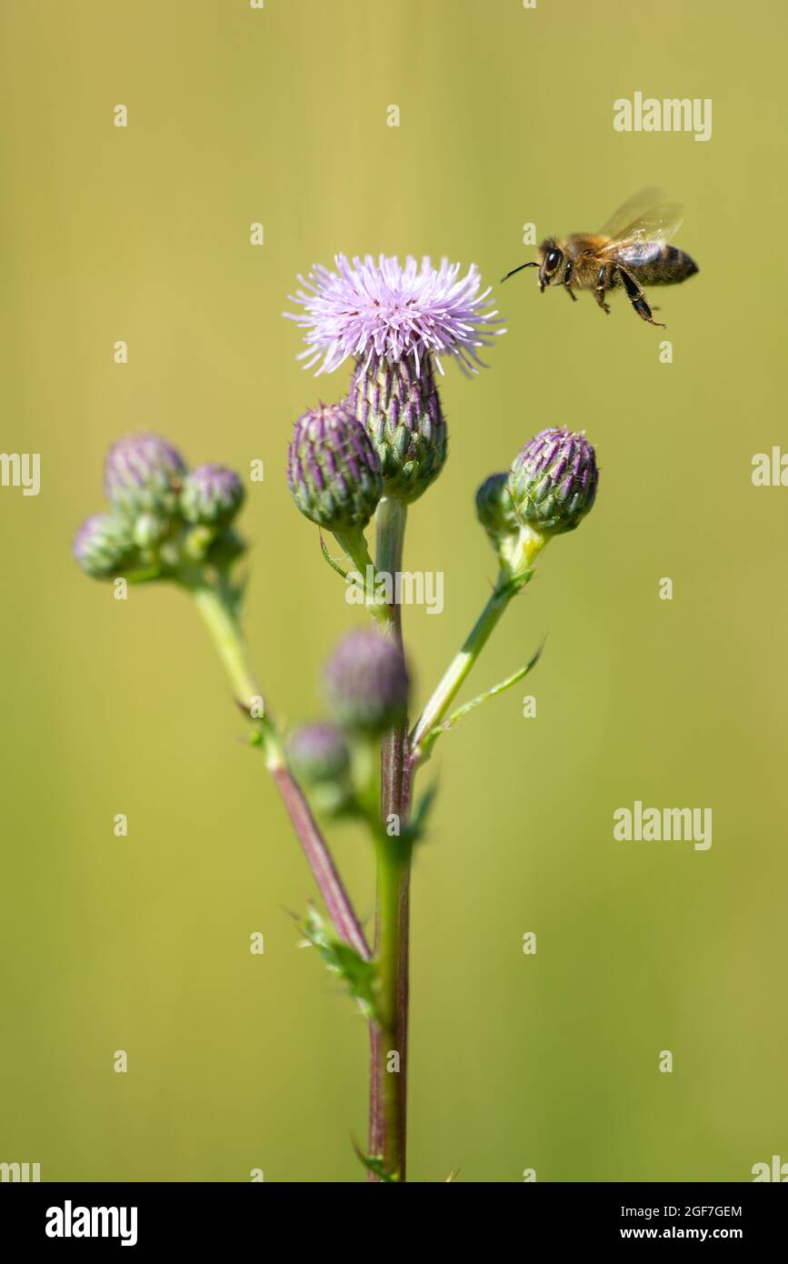 Honeybee (Apis mellifera) flying beside a Field thistle (Cirsium ...