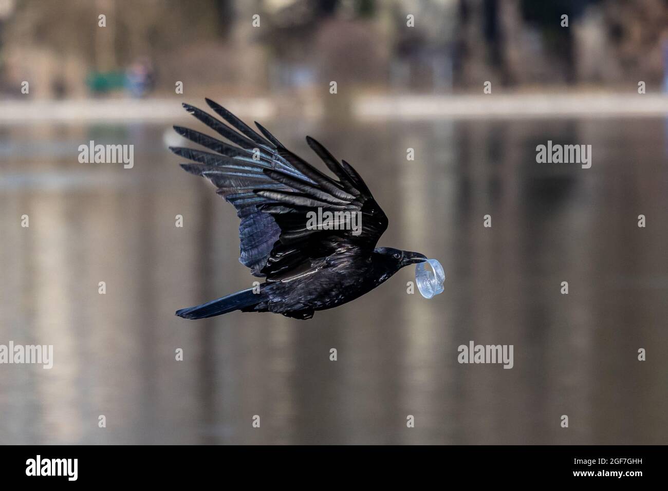The Common Raven, Corvus corax is flying in the autumn color background ...