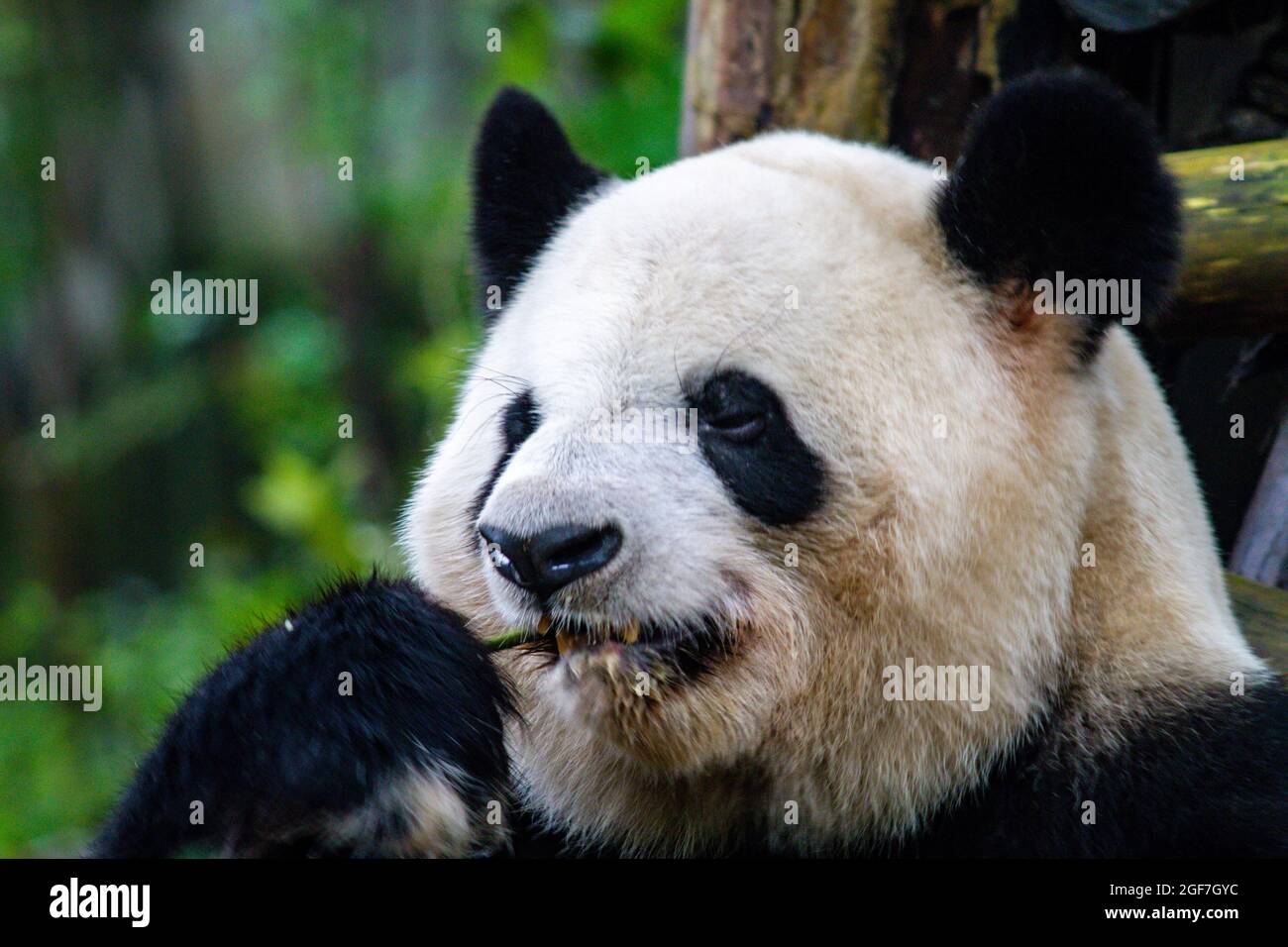 Panda china wolong panda center hi-res stock photography and images - Alamy