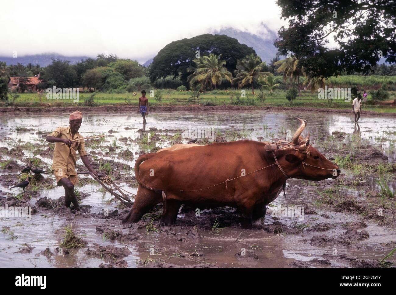 Ploughing rice field in Coimbatore, Tamil Nadu, India Stock Photo - Alamy