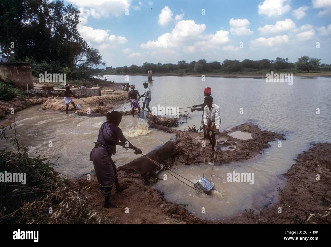 Traditional conventional irrigation from a tank with a tin, Tamil Nadu ...