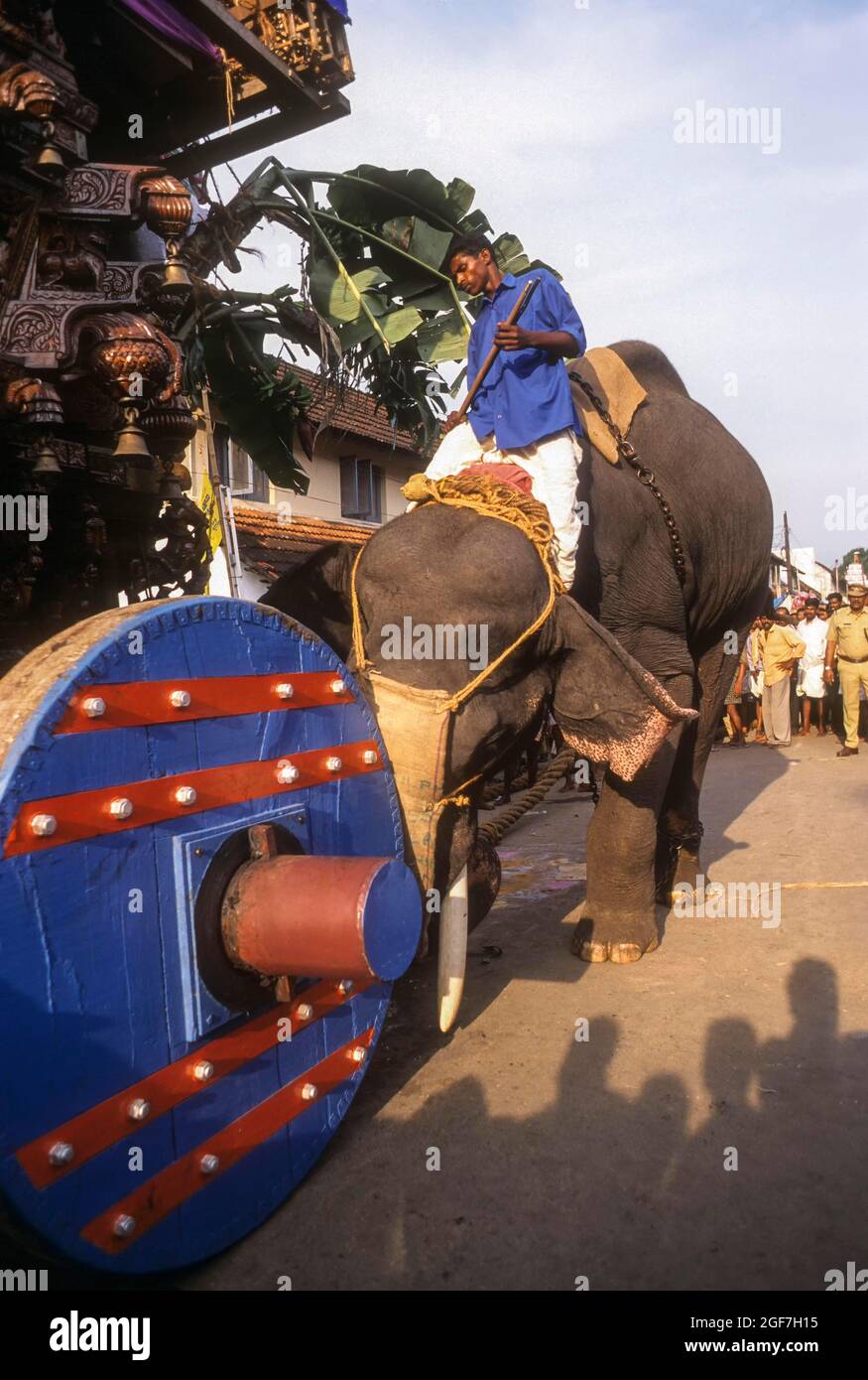 Elephant pushing the temple Chariot, Rathotsavam at Kalpathi in ...