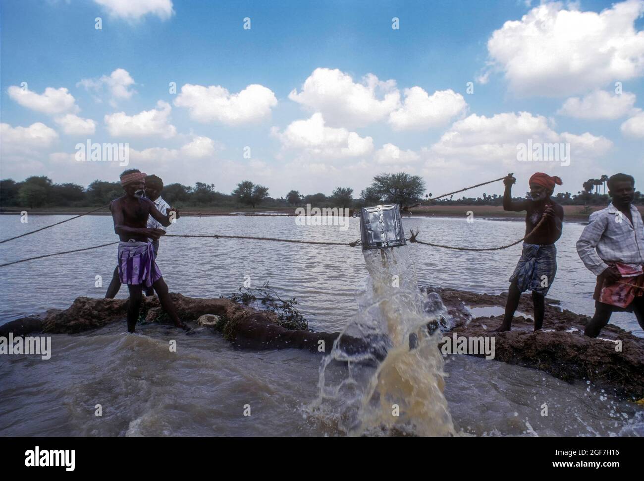 Traditional conventional irrigation from a tank with a tin, Tamil Nadu ...