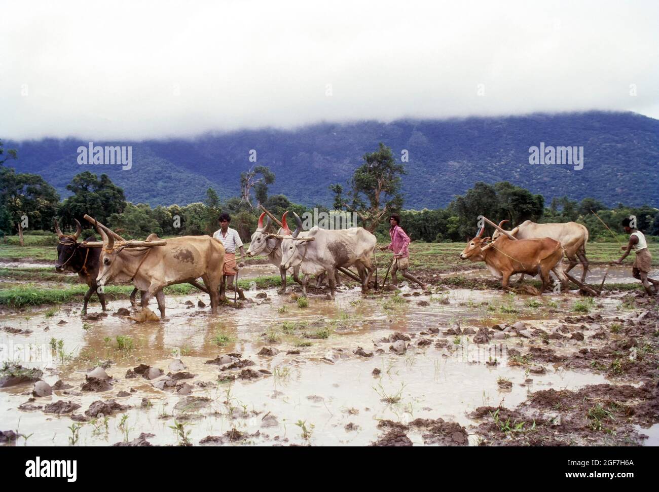 Ploughing rice field in Coimbatore, Tamil Nadu, India Stock Photo - Alamy