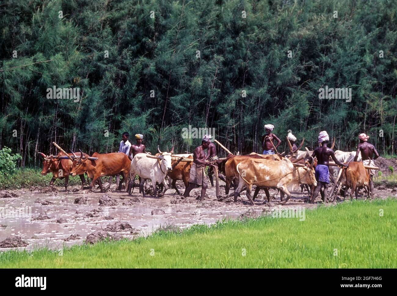 Ploughing rice field in Coimbatore, Tamil Nadu, India Stock Photo - Alamy