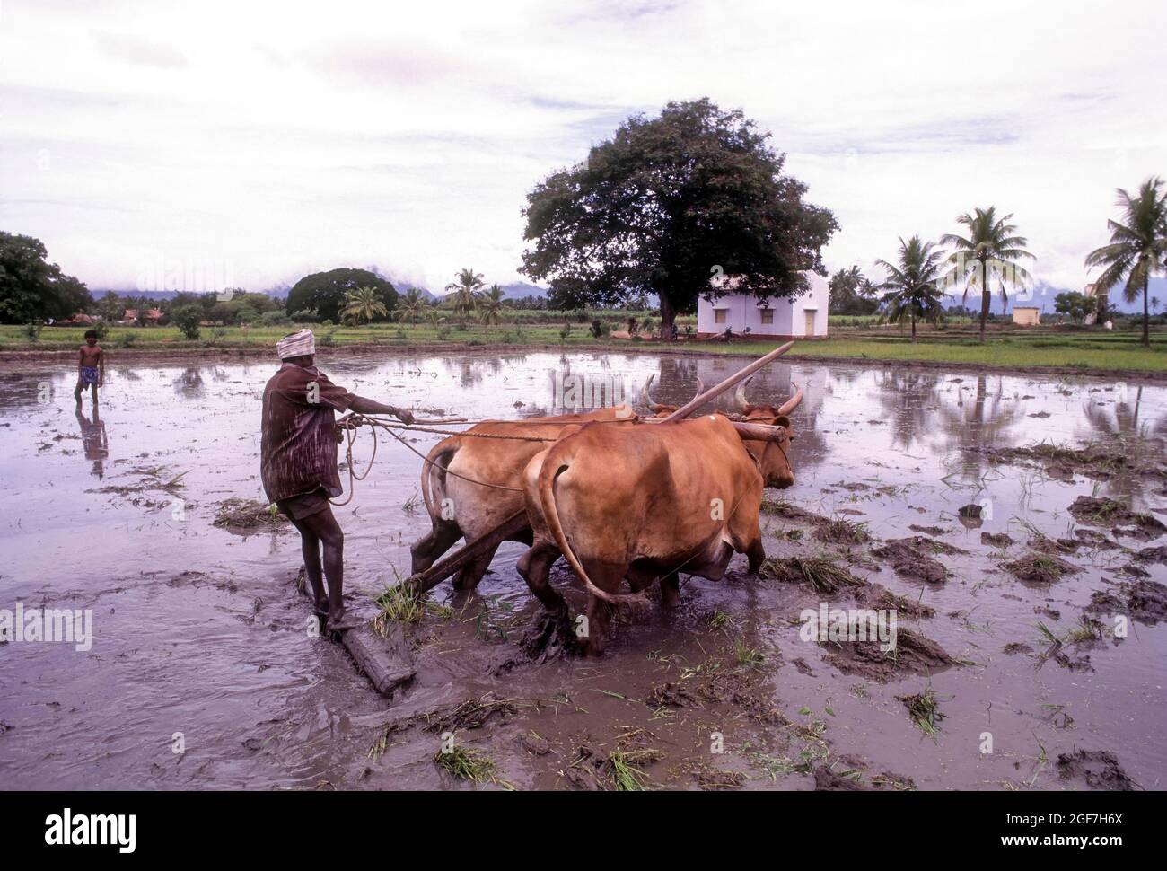 Levelling rice field in Coimbatore, Tamil Nadu, India Stock Photo - Alamy