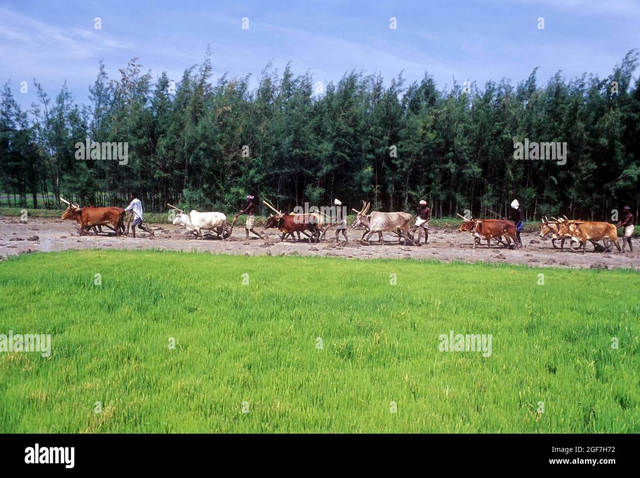 Ploughing rice field in Coimbatore, Tamil Nadu, India Stock Photo - Alamy