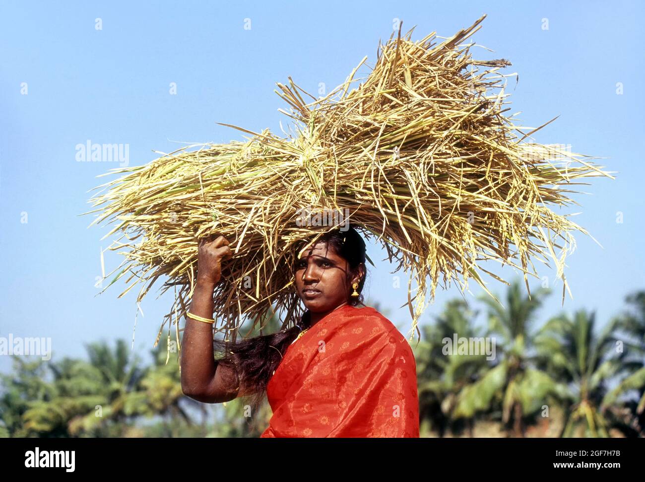 Woman carrying ears of rice on her head in Tamil Nadu, India Stock ...