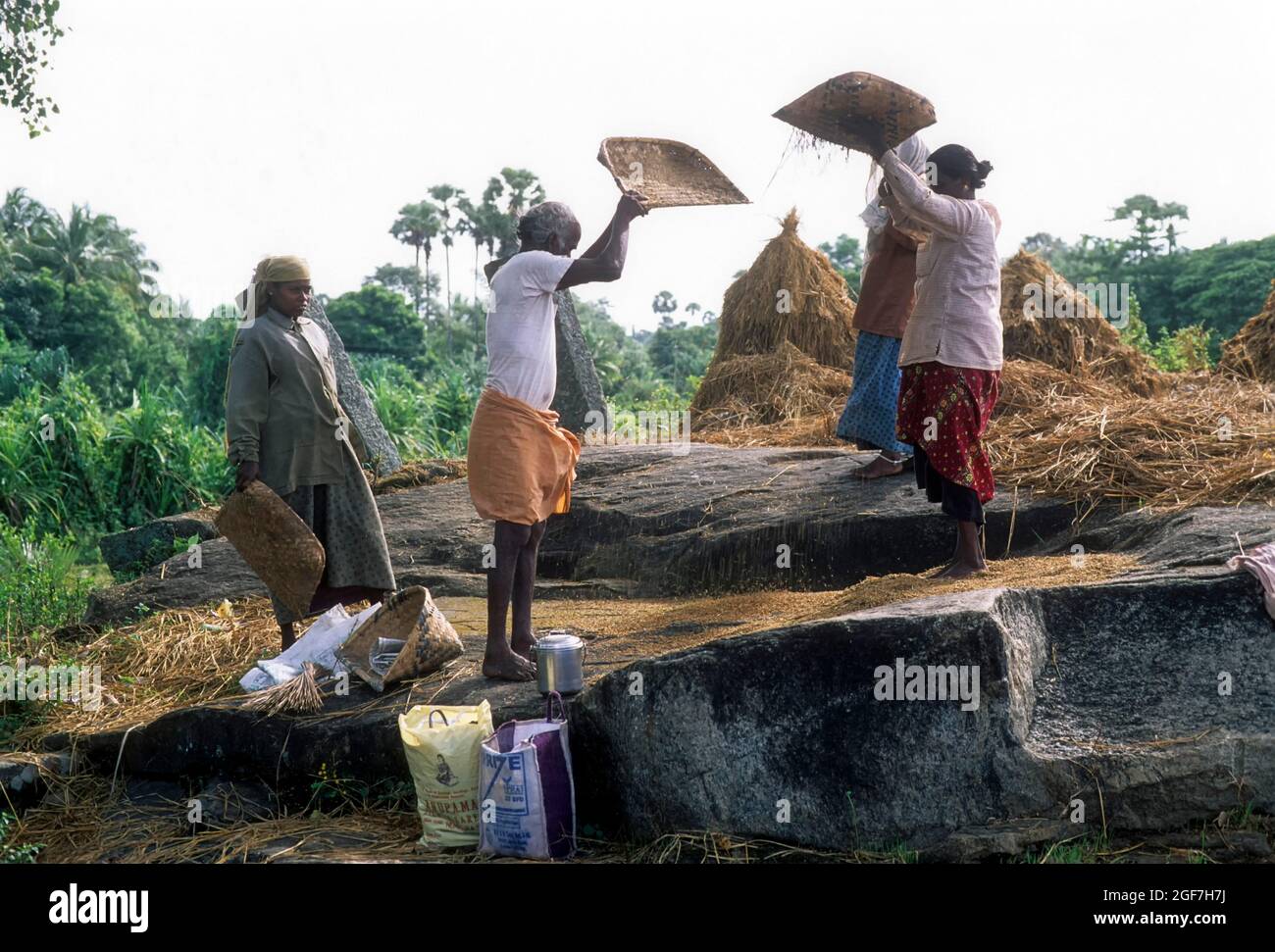 Winnowing Rice Paddy in Kerala, India Stock Photo - Alamy