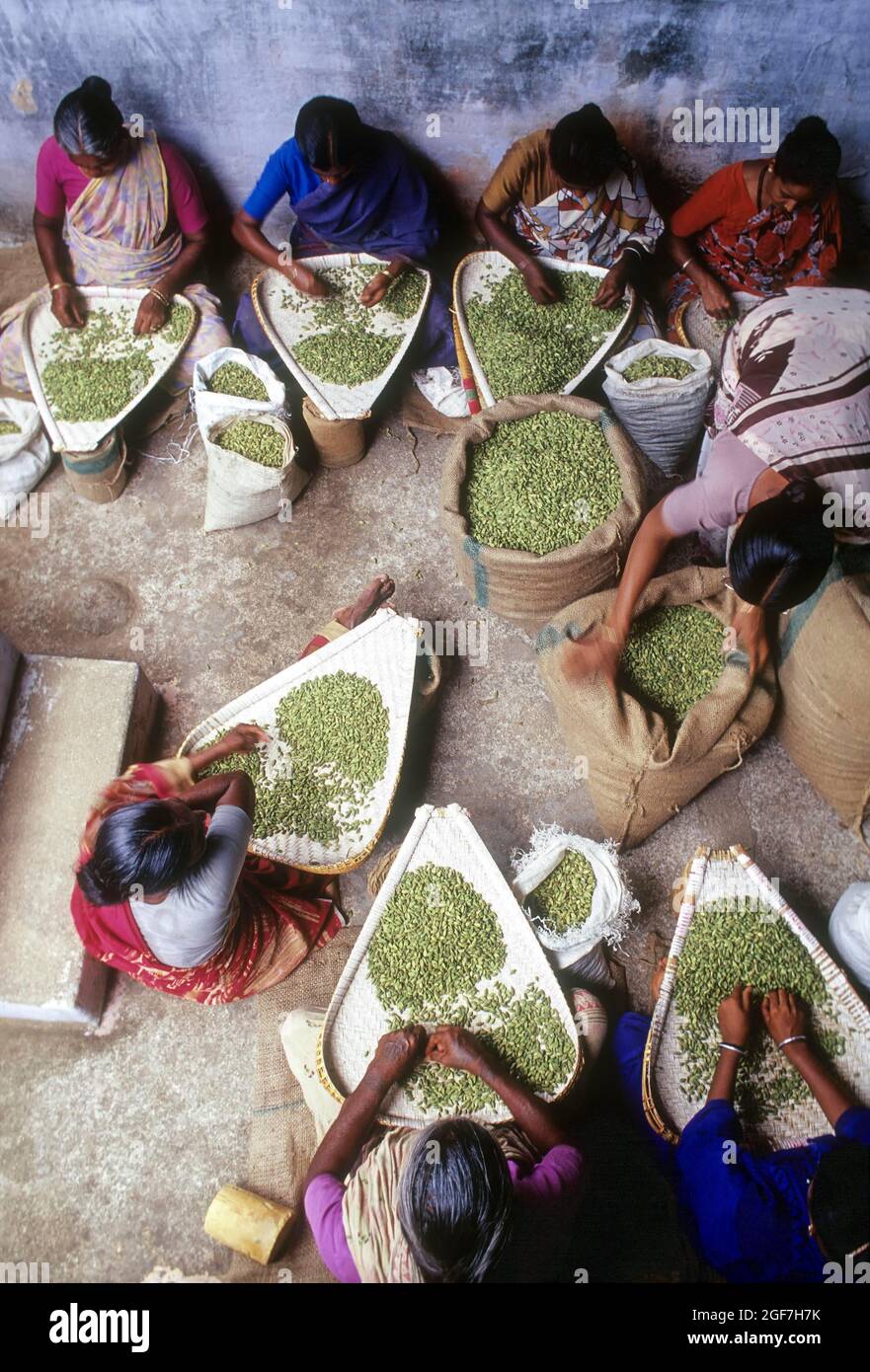 Women winnowing and cleaning the cardamom at Bodinayakanur, Tamil Nadu ...