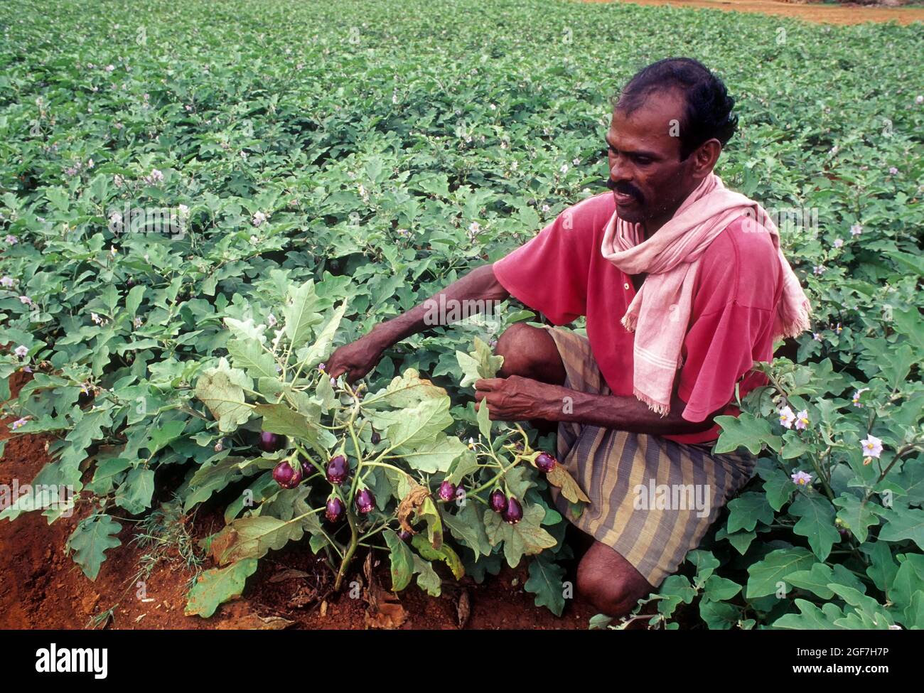 Brinjal farm in Oddanchatram, Ottanchathiram, Tamil Nadu, India Stock ...