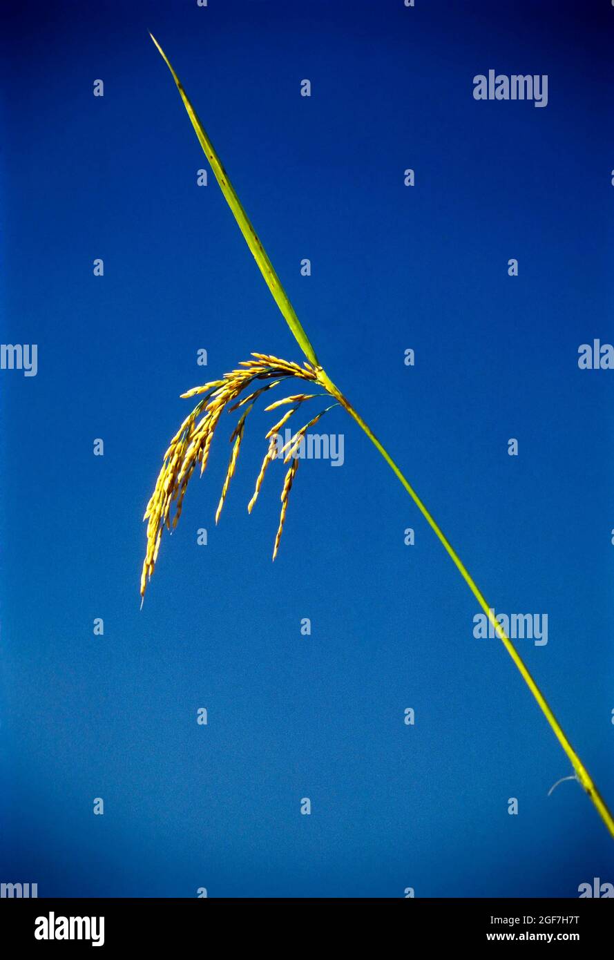 Rice cultivation india hi-res stock photography and images - Alamy