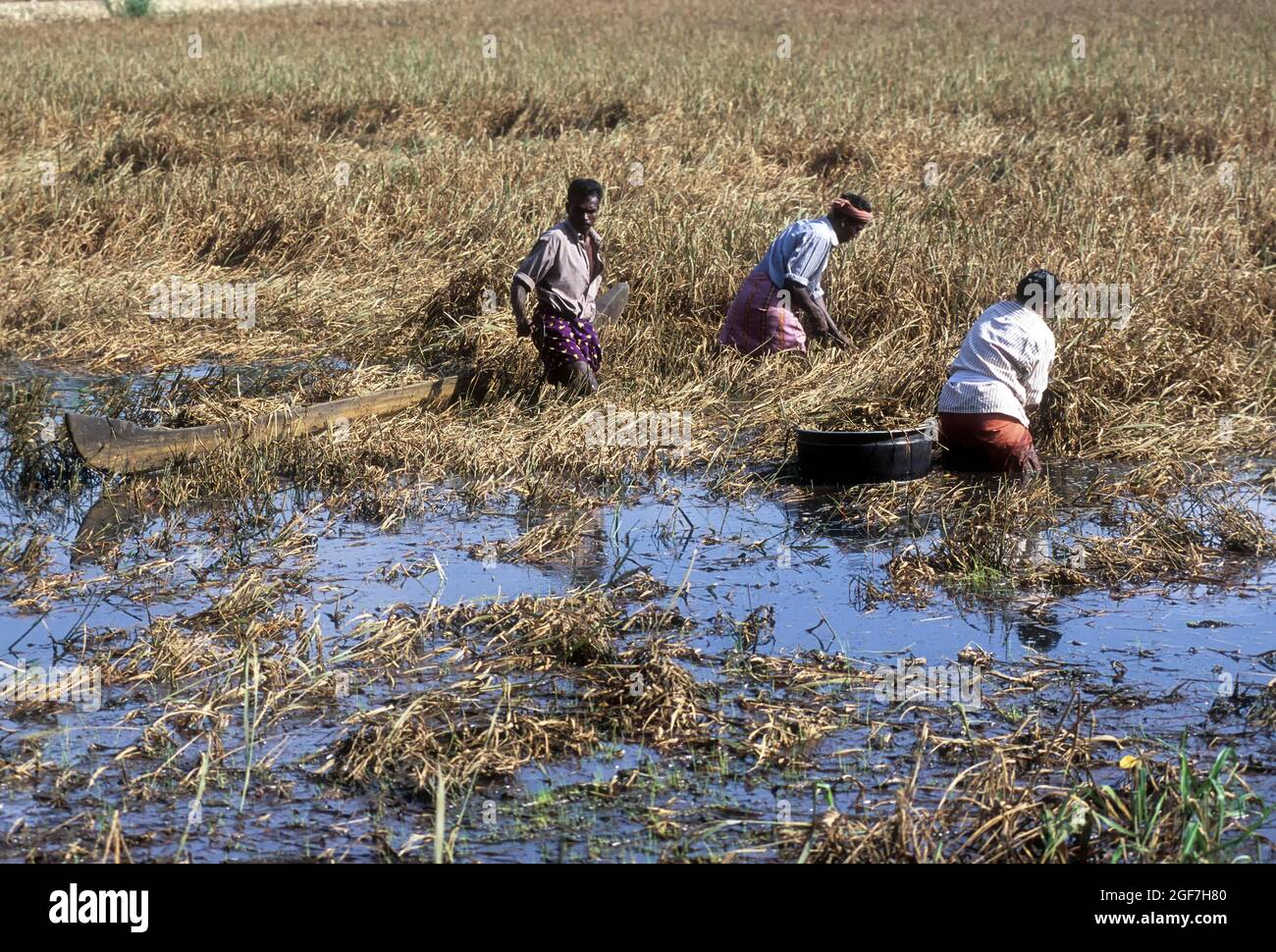 Harvesting paddy, rice in knee-deep water, Kuttanad, Kerala, India ...