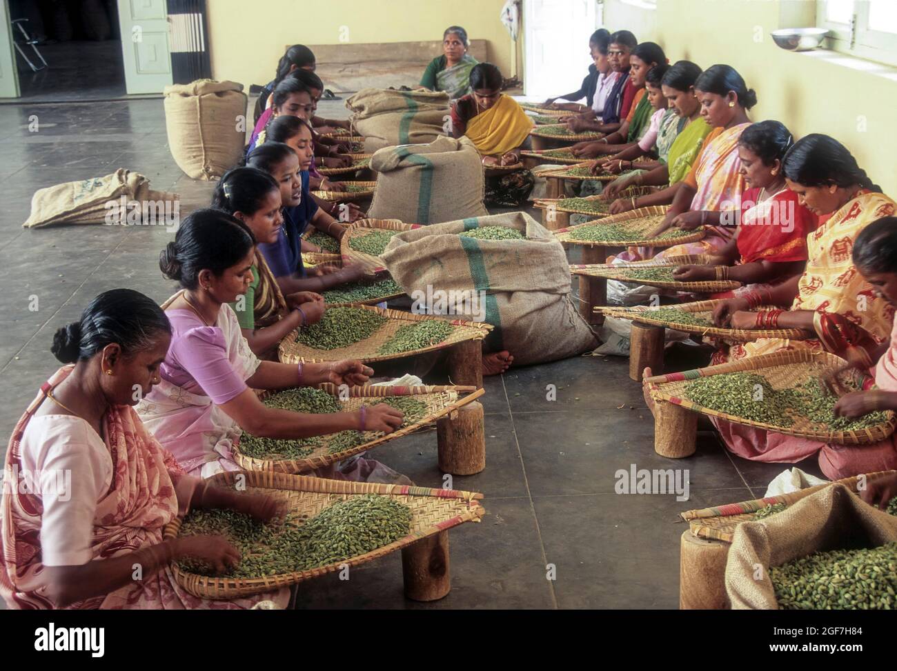 Women winnowing and cleaning the cardamom at Bodinayakanur, Tamil Nadu ...