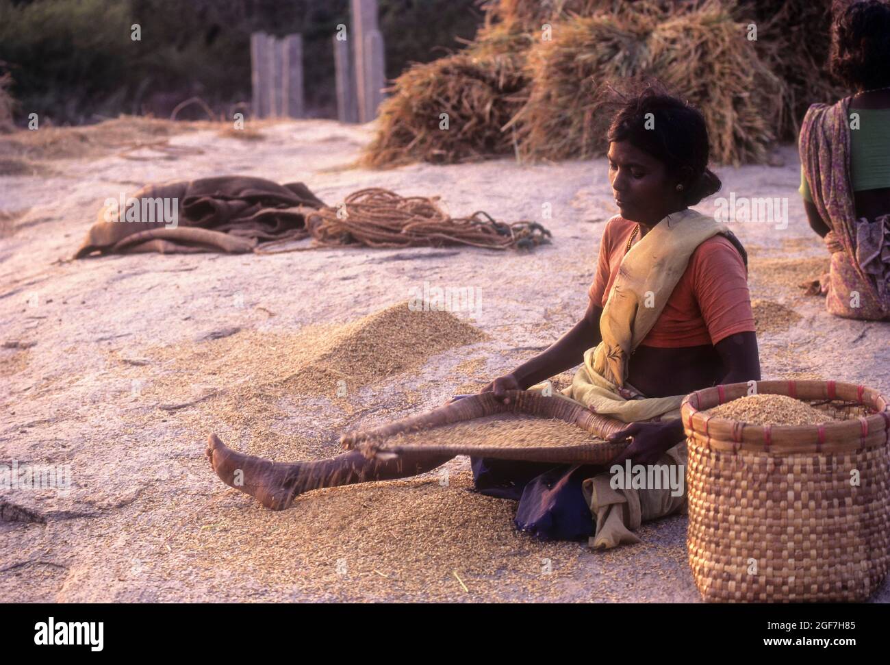 Winnowing rice, paddy in Tamil Nadu, India Stock Photo - Alamy