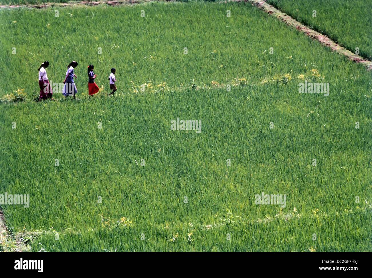 Children walking through rice plants paddy field in Kerala, India Stock ...