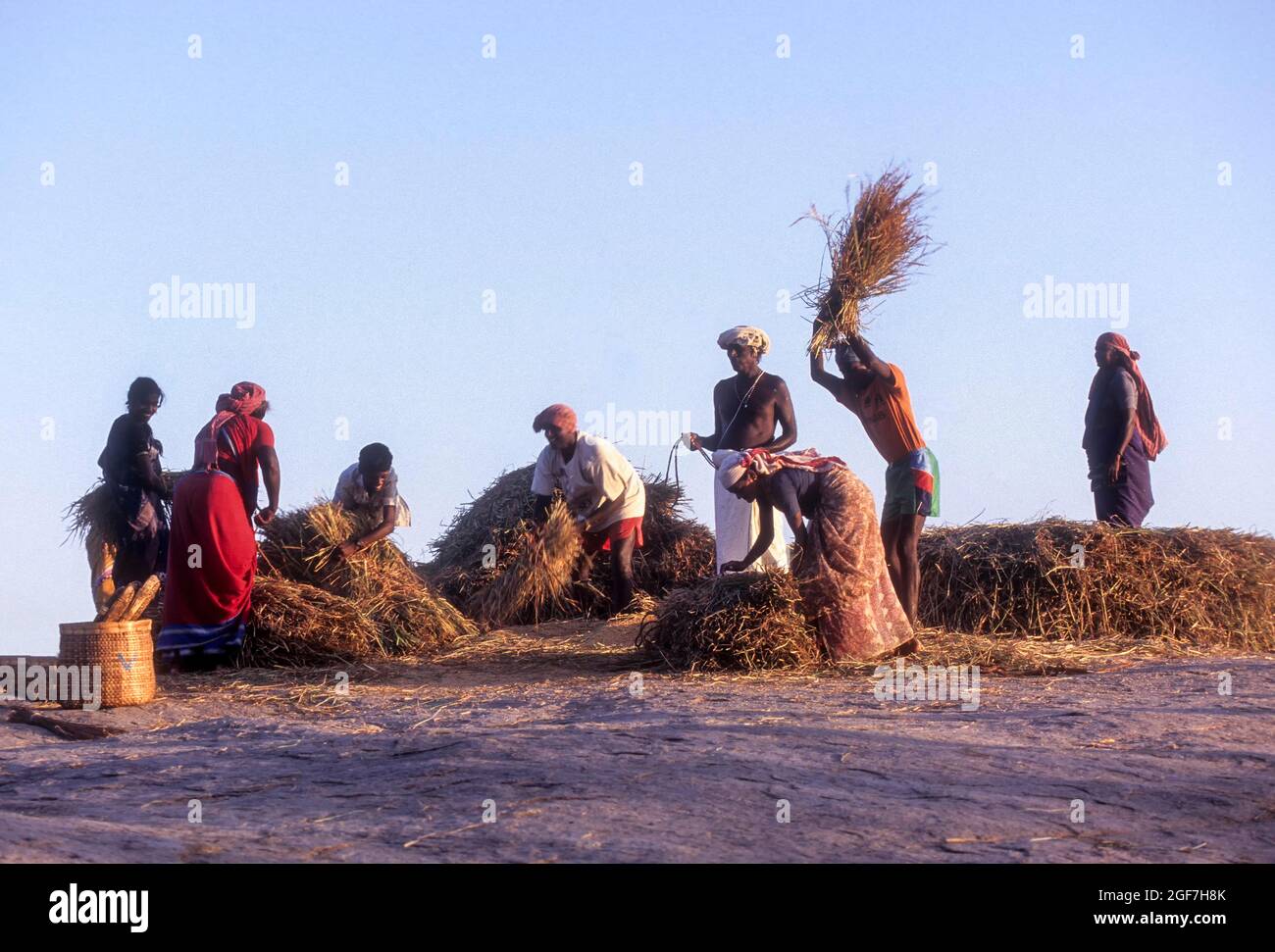 Tamil nadu rice field hi-res stock photography and images - Alamy