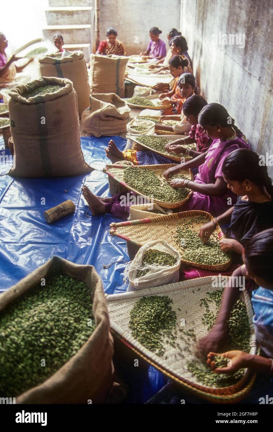 Winnowing And Cleaning The Cardamom At Bodinayakanur Tamil Nadu India winnowing-and-cleaning-the-cardamom-at-bodinayakanur-tamil-nadu-india