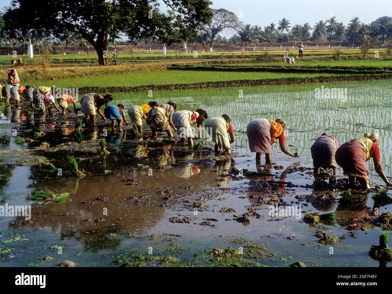 Transplanting of rice seedling hi-res stock photography and images - Alamy
