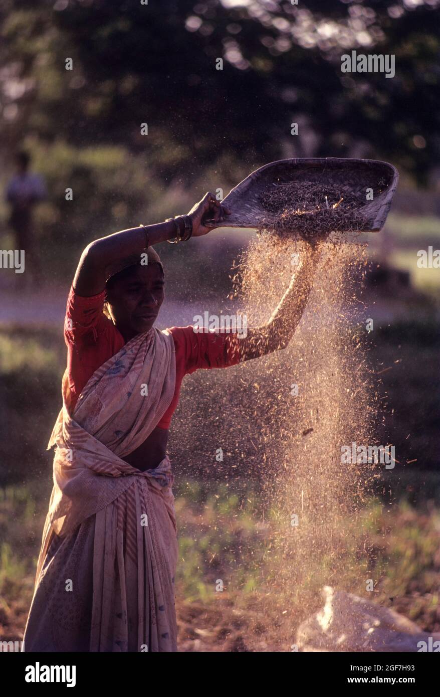 Winnowing; separate the grain in Tamil Nadu, India Stock Photo - Alamy
