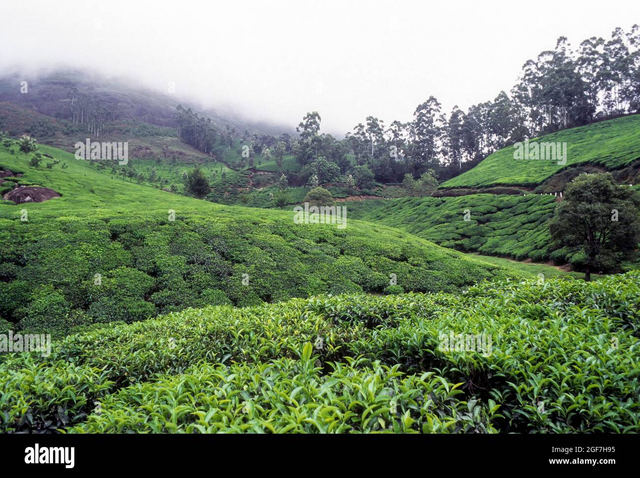 Tea Plantation in Munnar, Kerala, India Stock Photo - Alamy